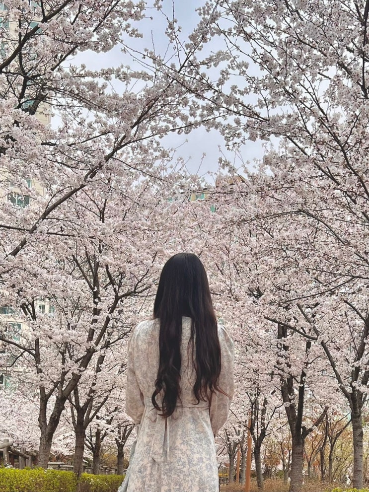 대구 숨은 벚꽃 명소 사람 없는 북구 금호지구 한강근린공원🌸 네이버 블로그