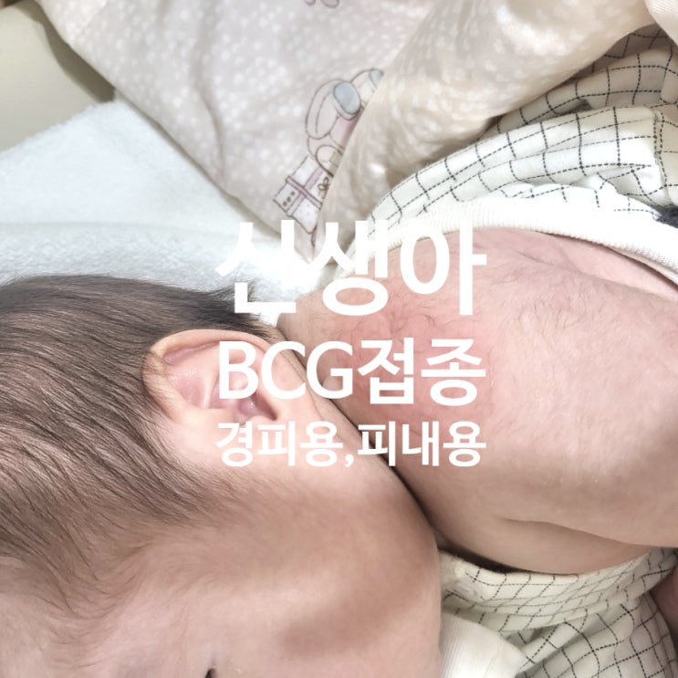 신생아 Bcg접종 시기 경피용 피내용 차이 흉터 남을까 네이버 블로그