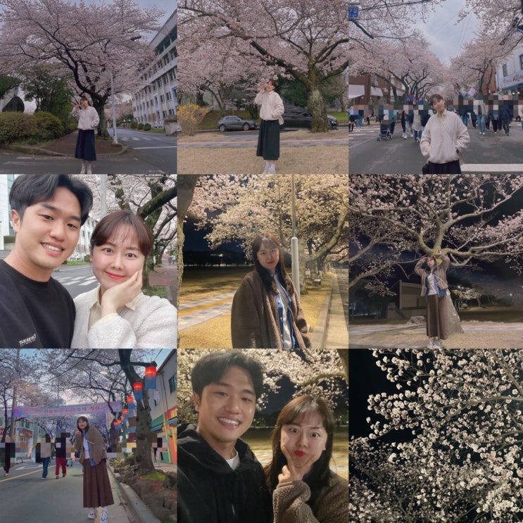 [제주도 벚꽃] 제주 실시간 벚꽃 명소 / 제주대학교 • 삼성혈 벚꽃길 / 전농로 • 장전리 벚꽃 축제 ️🌸 ️ : 네이버 블로그