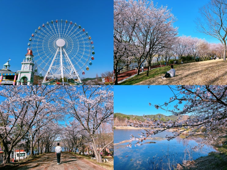 광주 패밀리랜드 우치공원 벚꽃 개화 광주 피크닉 명소 추천 네이버 블로그