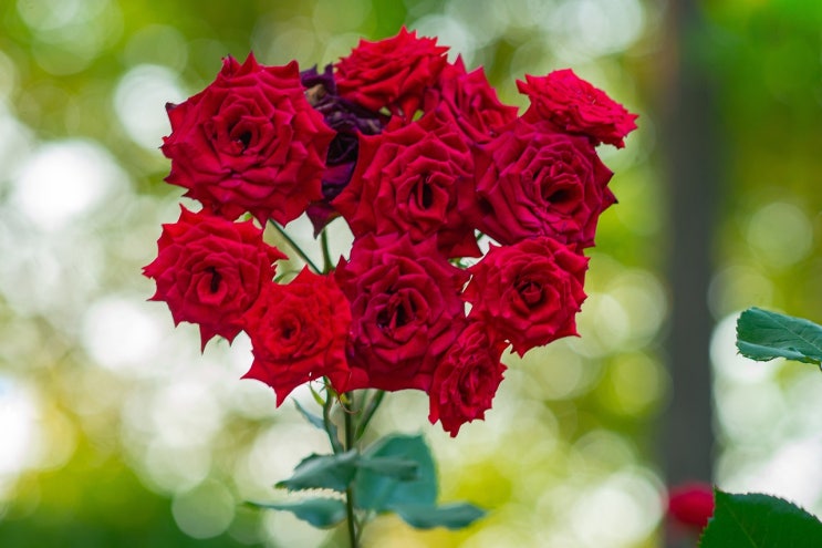 5월의 장미 / 이해인 : 네이버 블로그