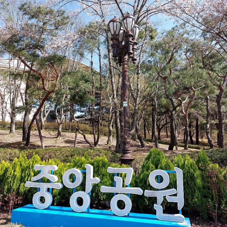 분당 중앙공원 벚꽃 명소 나들이 만개 시기 Ft 주차 정보 네이버 블로그