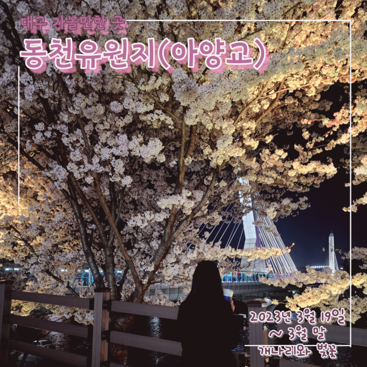 대구 봄 꽃놀이 추천 벚꽃과 개나리가 만발한 동촌유원지의 3월말 야경 주차 위치 야경 네이버 블로그