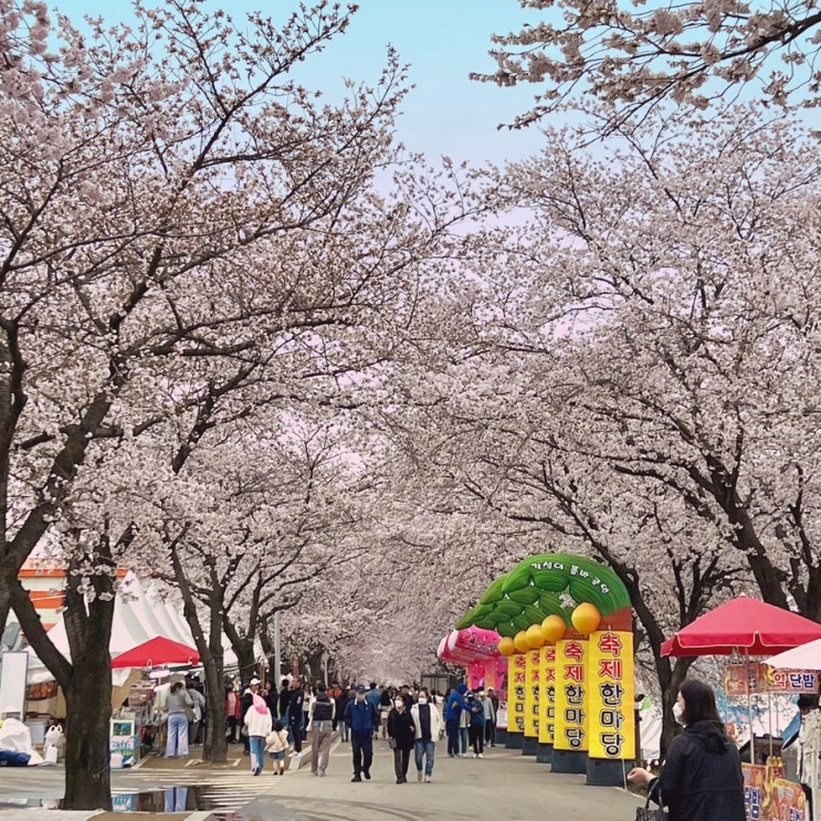 대구 달성군 벚꽃 명소 달창저수지 달창지 벚꽃축제 실시간 개화현황 주차 꿀팁 네이버 블로그