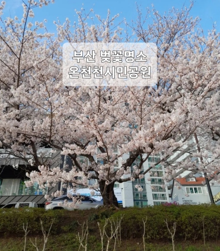 부산 온천천 벚꽃 유채꽃 거리 개화상태 만개시기 네이버 블로그