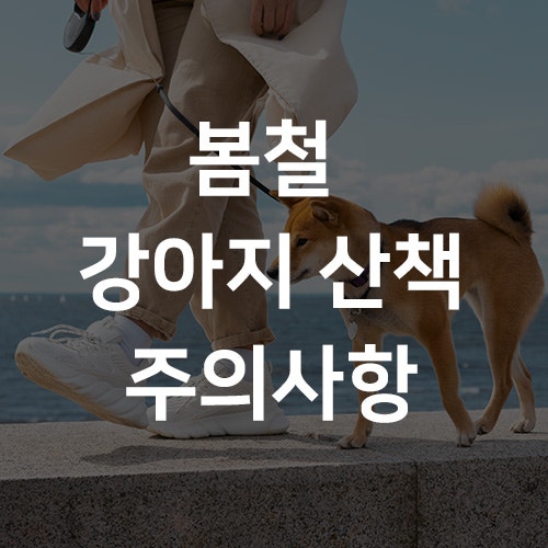 강아지 산책 진드기 | 그리고 "이것"을 모르면 위험해요 : 네이버 블로그