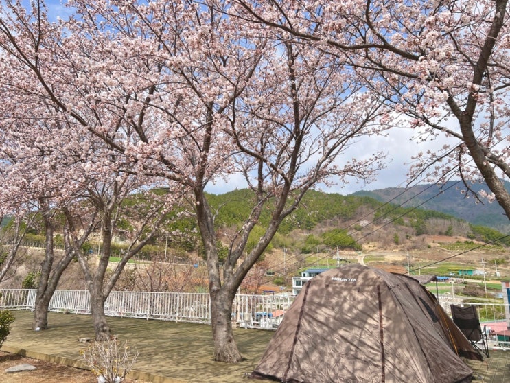 여수 버킷 캠핑장 데크 사이트 정보 Feat뜻밖의 벚꽃 캠핑🌸🌸🌸 네이버 블로그
