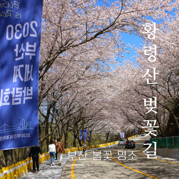 부산 벚꽃 릴레이 황령산 벚꽃길 만개 중 광안리 정심재 같이 갈만한곳 네이버 블로그