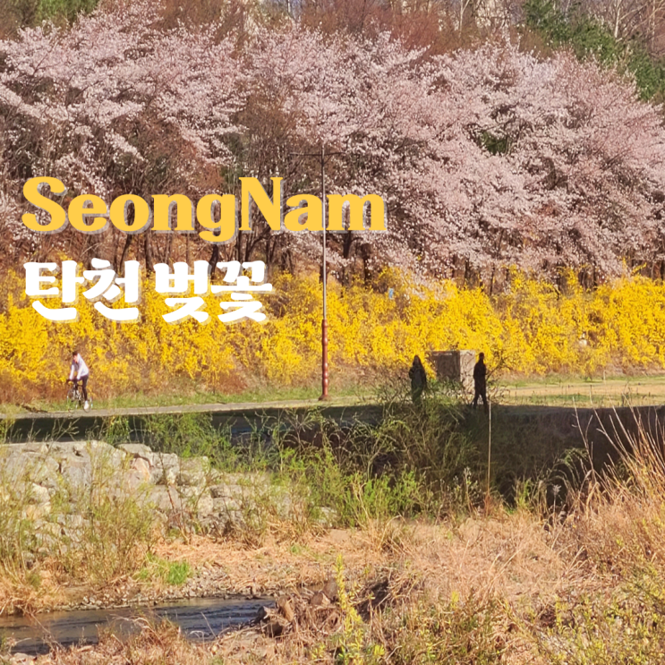 성남 분당 벚꽃명소 탄천 벚꽃 네이버 블로그