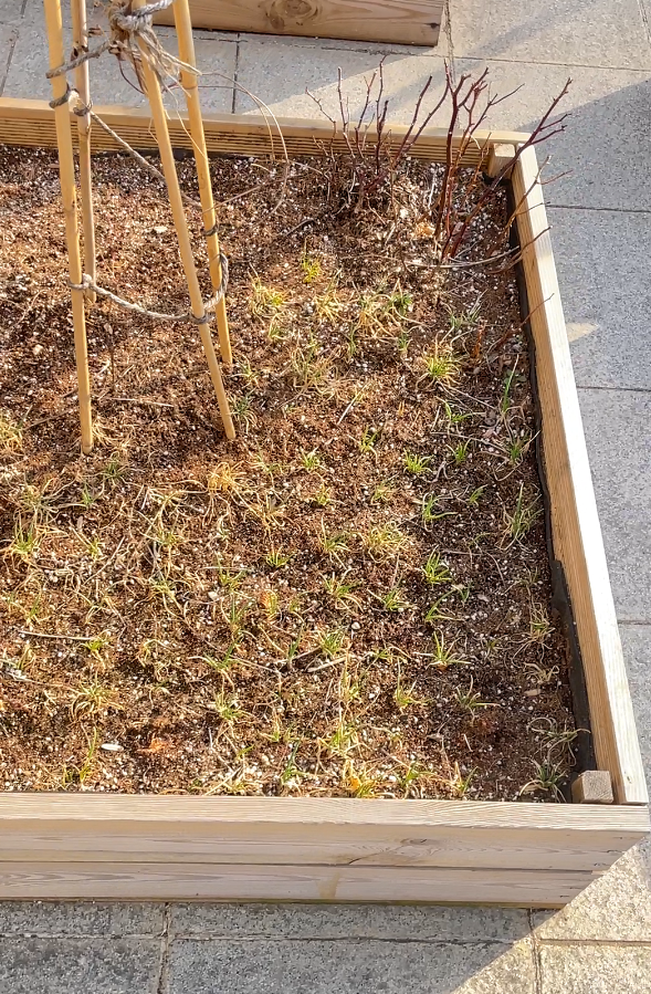 [월간티우] 3월 옥상정원 정리 - 1 : 네이버 블로그