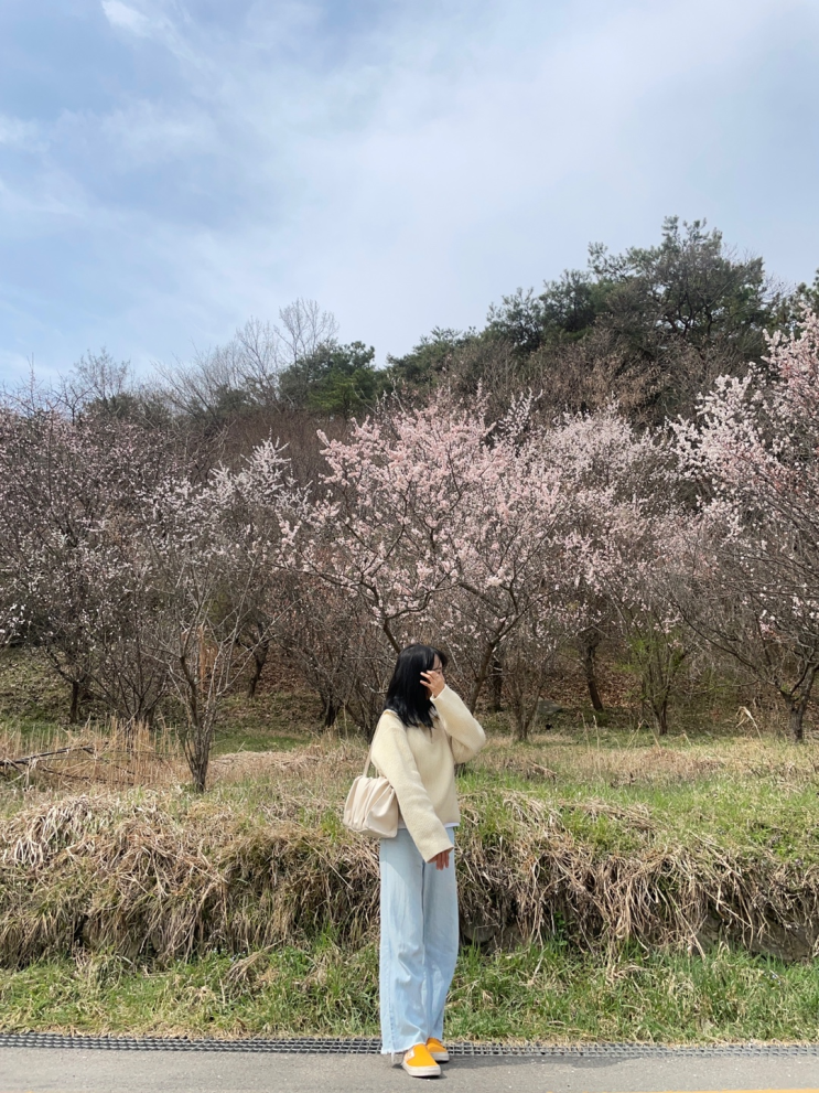 전주 아중호수 벚꽃 현황 전주 가볼만한 곳 산책하기 좋은 곳 추천 네이버 블로그