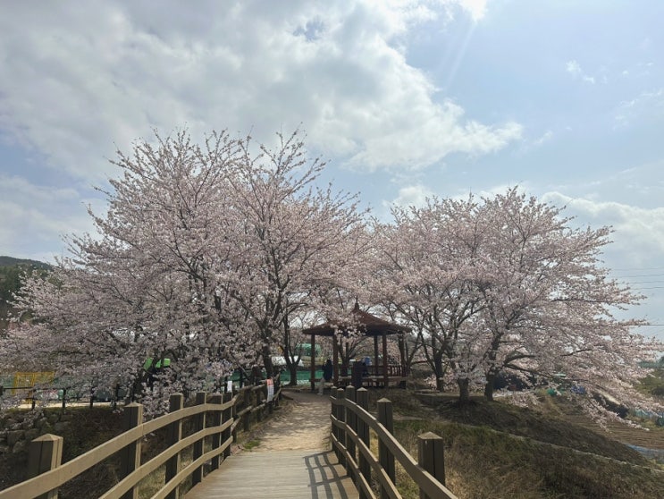 울산 북구 작은 벚꽃명소 산책하기 좋은 화봉동 화동못수변공원 네이버 블로그