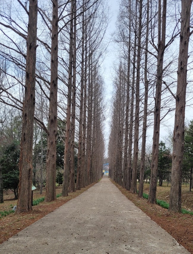 나주 가볼만한곳 느러지전망관람대한반도 산림자원연구소 인생사진 사진 찍기좋은곳 네이버 블로그