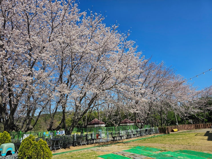 부산 벚꽃 애견카페 숲므로 나들이 왕벚꽃나무 벚꽃꽃말 동백꽃 동백나무 꽃구경 네이버 블로그