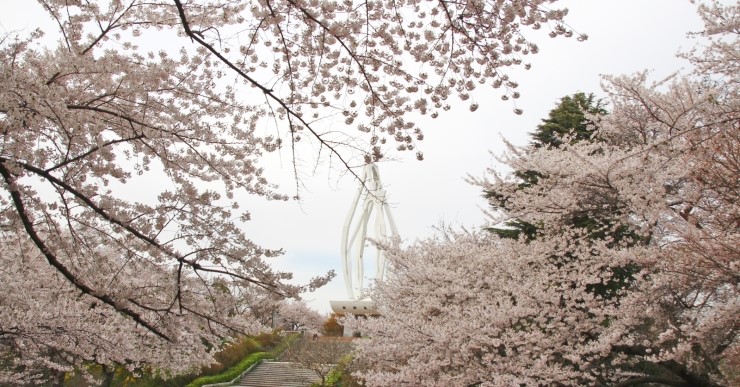 군산가볼만한곳 군산여행 벚꽃명소 월명공원월명체육관은파호수공원군산벚꽃야시장 네이버 블로그