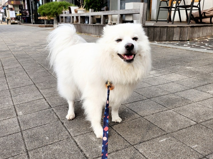 미세먼지 나쁨 기관지염 주의 요망 강아지 산책 방법 공유 네이버 블로그