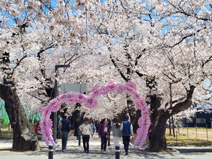 울산 울주 작천정 벚꽃축제 명불허전 개화율 99 네이버 블로그