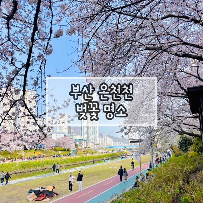 부산 벚꽃 명소 온천천 벚꽃 유채꽃 봄나들이 추천봄에 가볼만한 곳 봄피크닉 추천 온천천카페거리 네이버 블로그