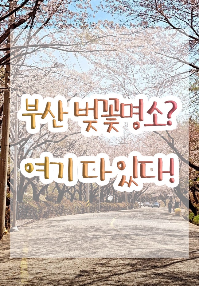 부산 벚꽃 명소 부산 벚꽃 명소 및 알찬 맛집 여행기 한 곳에 다 모아봤다 부산 여행지 1탄 네이버 블로그