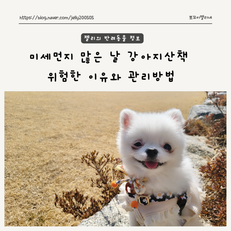 미세먼지 많은 날 강아지산책 시 위험한 이유와 관리 방법 네이버 블로그