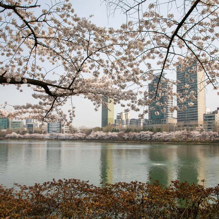서울 벚꽃 명소 잠실 석촌호수 갈만한곳 잠실 놀거리 문보트 네이버 블로그