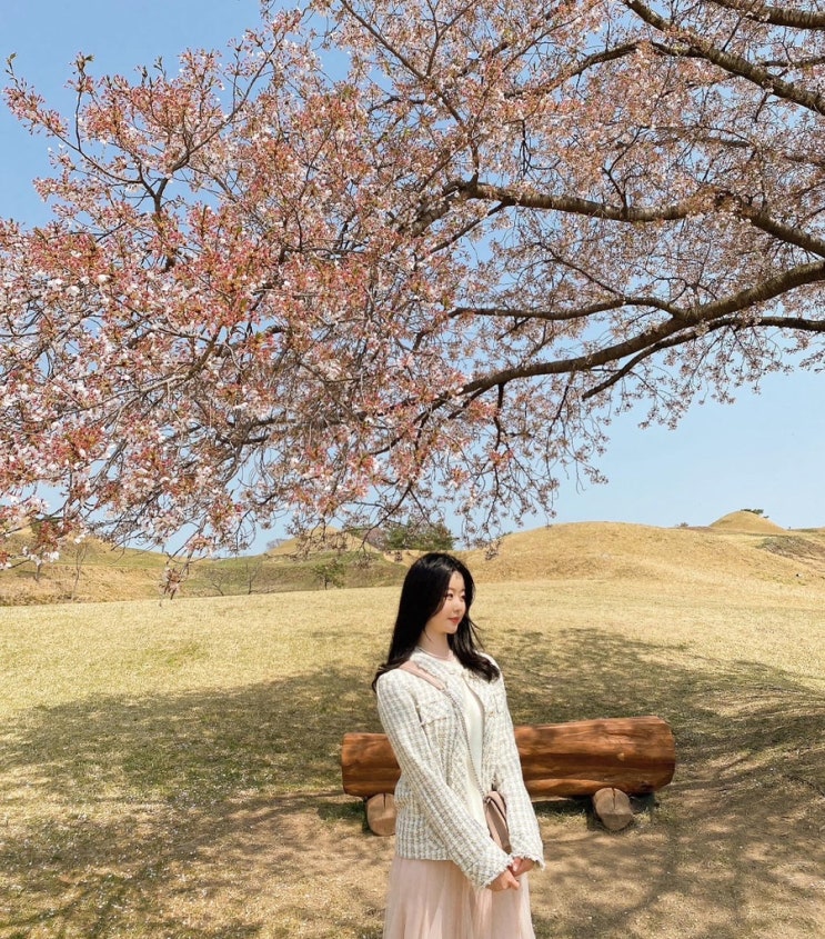 부산근교 벚꽃 색다른벚꽃명소 함안말이산고분군 한적한 조용한곳 부산벚꽃 벚꽃명소 경남 나들이 경남 가볼만한곳 네이버 블로그