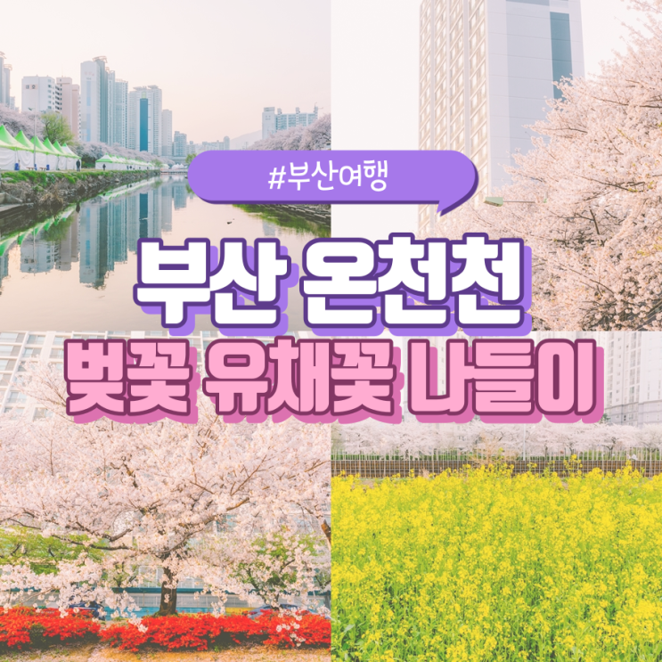 온천천 벚꽃 나들이 후 맛집 탐방 네이버 블로그