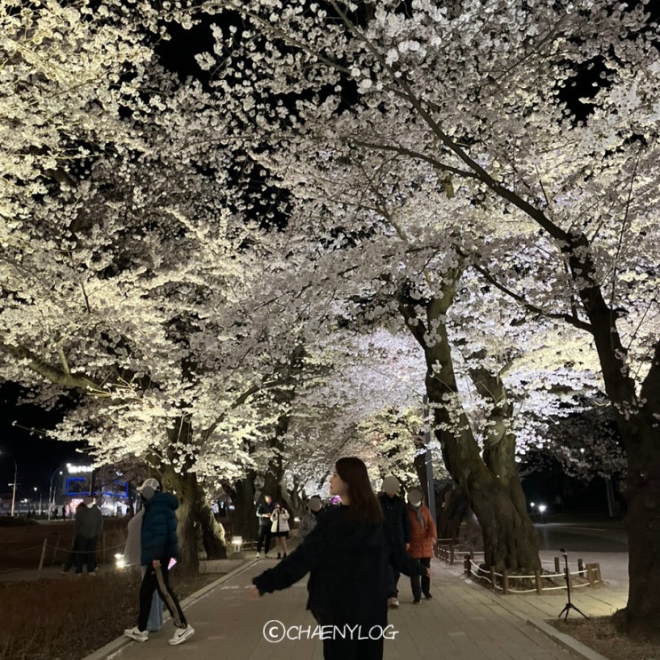 언양 작천정 벚꽃 축제 야간 벚꽃 실시간 개화상황 후기 울산벚꽃명소 추천 네이버 블로그