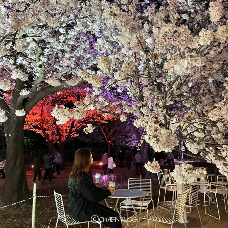 언양 작천정 벚꽃 축제 갔다가 벚꽃 명당 카페 찾았어요 카페투칸 네이버 블로그