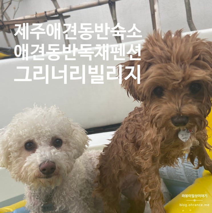 제주애견동반숙소 서귀포애견동반숙소 그리너리빌리지 서귀포애견펜션 다녀왔어요 네이버 블로그