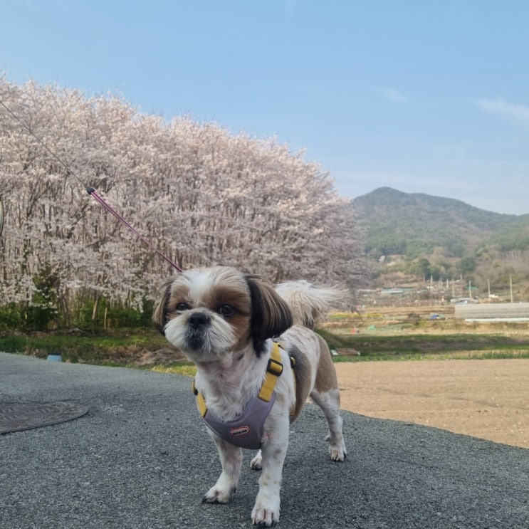 진해 웅천동 벚꽃숲웅천읍성 강아지와 산책~창원진해벚꽃명소 네이버 블로그