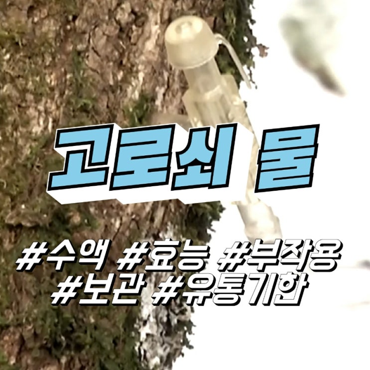 고로쇠 물 효능 및 부작용 수액 보관 유통기한 네이버 블로그