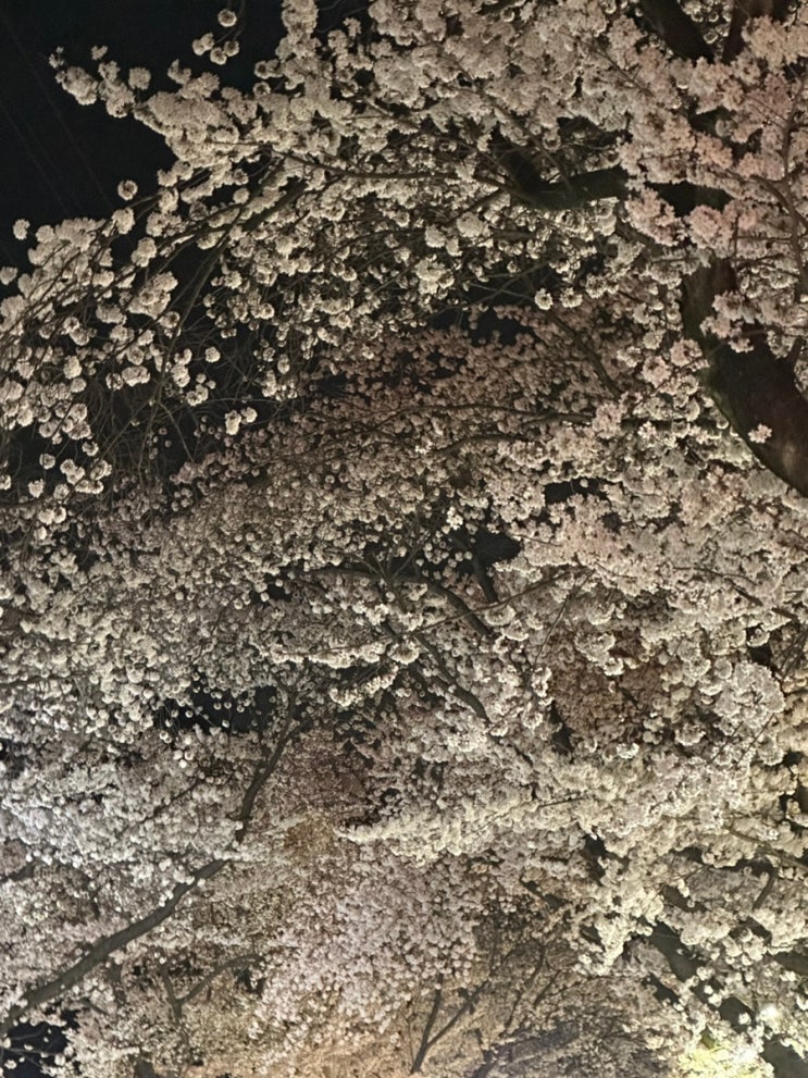 대전 벚꽃 명소 공주 계룡산 벚꽃 동학사 벚꽃 실시간 개화 현황20230329 밤 9시 기준 계룡산벚꽃축제 꽈배기
