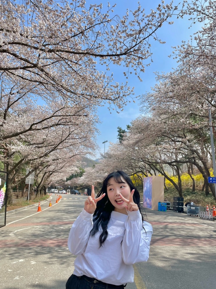 벚꽃보러 여기 가주세요 너무 예쁘거든요🤪 ️ 서울 근교 과천 벚꽃 명소추천 ‘렛츠런파크 서울 네이버 블로그