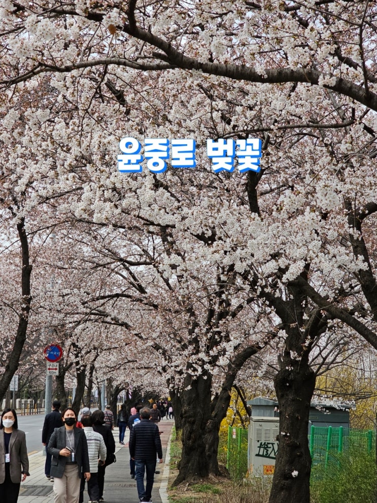 2023년 윤중로 벚꽃개화 상황3월29일 영등포 여의도 봄꽃축제 정보 네이버 블로그