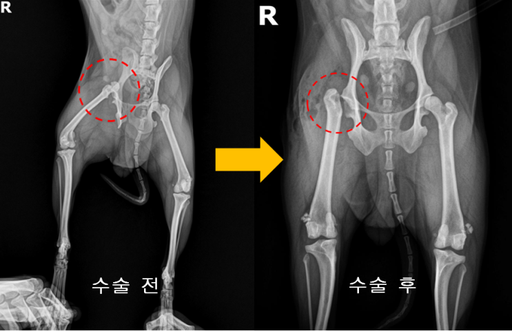 강아지 탈구 / 고관절 탈구 / 대퇴골두(FHNO) 수술 : 네이버 블로그