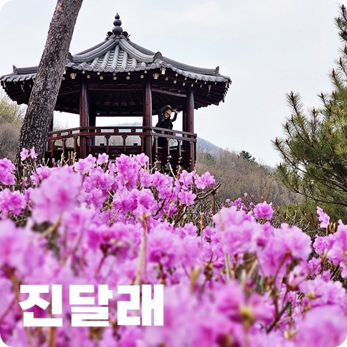 4월 경기도 봄 꽃구경 피크닉 가볼만한곳 용인 농촌테마파크 네이버 블로그
