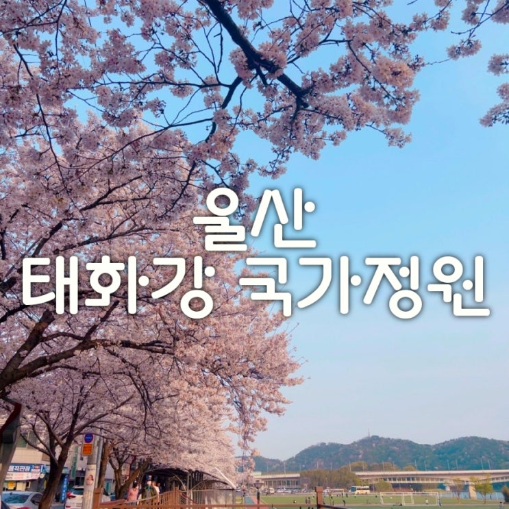 울산 벚꽃 명소 태화강 국가 정원 불고기 단지 꼭 오셔야 해요 네이버 블로그