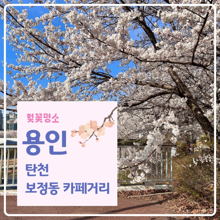 용인 벚꽃 명소 죽전역 탄천 보정동 카페거리 실시간 개화상태 맛집 카페 추천 네이버 블로그
