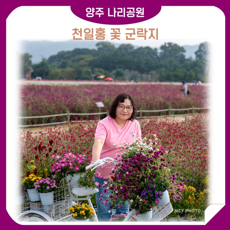 양주 나리공원 천일홍 꽃 군락지와 핑크뮬리 장관이네 네이버 블로그