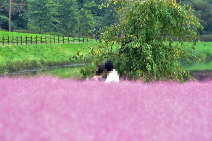 가을여행지 추천 경남 핑크뮬리 명소 포함 7곳 네이버 블로그