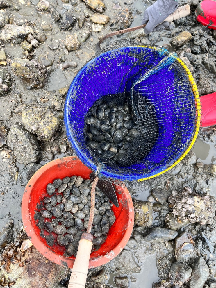 당진 왜목마을 해수욕장에서 조개캐기 (왜목펜션빌) : 네이버 블로그