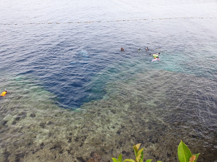 보홀 나팔링 스노클링 Napaling Reef : 네이버 블로그