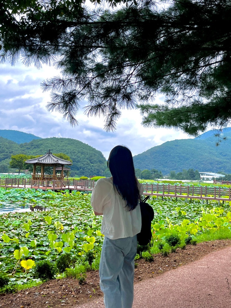 고성 여행 경남 고성 가볼만한 곳 추천 그레이스 정원 상리연꽃공원 네이버 블로그