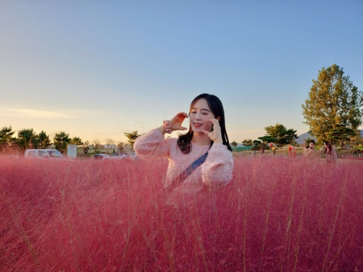 지금 여기 10월 핑크뮬리는 너무 이뻐요🩷대산플라워랜드 창원 마산 진해 부산근교 핑크뮬리 네이버 블로그