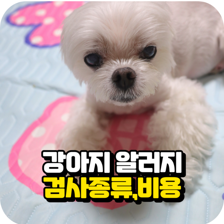 강아지 알러지 검사 종류와 비용 네이버 블로그