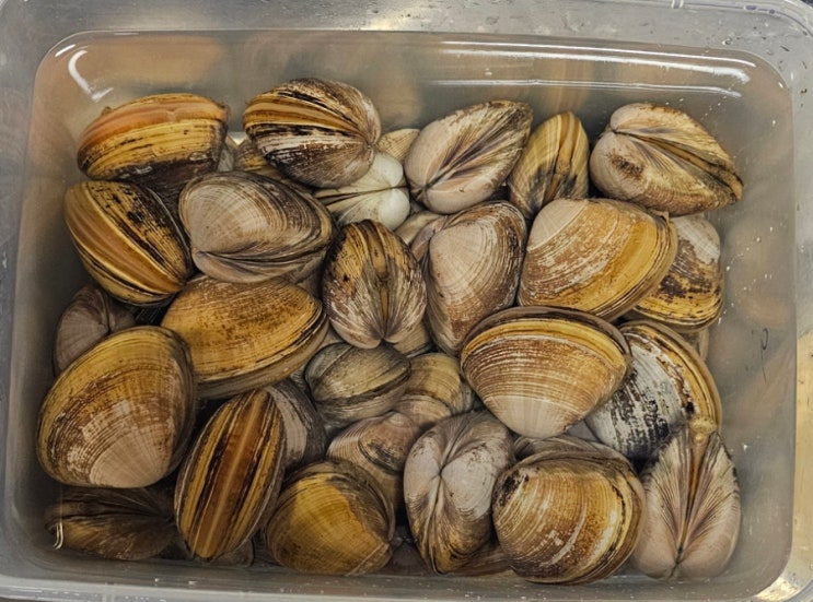 태안애견동반 조개잡이 조개요리 : 네이버 블로그