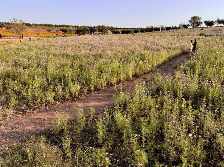 내가 체험한 농협경제지주 / 안성시 공도읍 스타필드 안성IC 부근 : 네이버 블로그