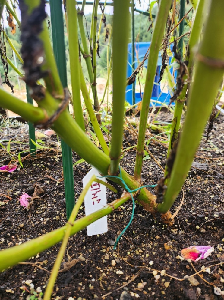 이름표달기 : 네이버 블로그