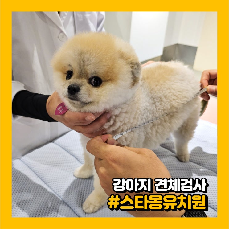 강남애견유치원 스타몽 신체검사 받는 강아지유치원 댕댕이들 네이버 블로그